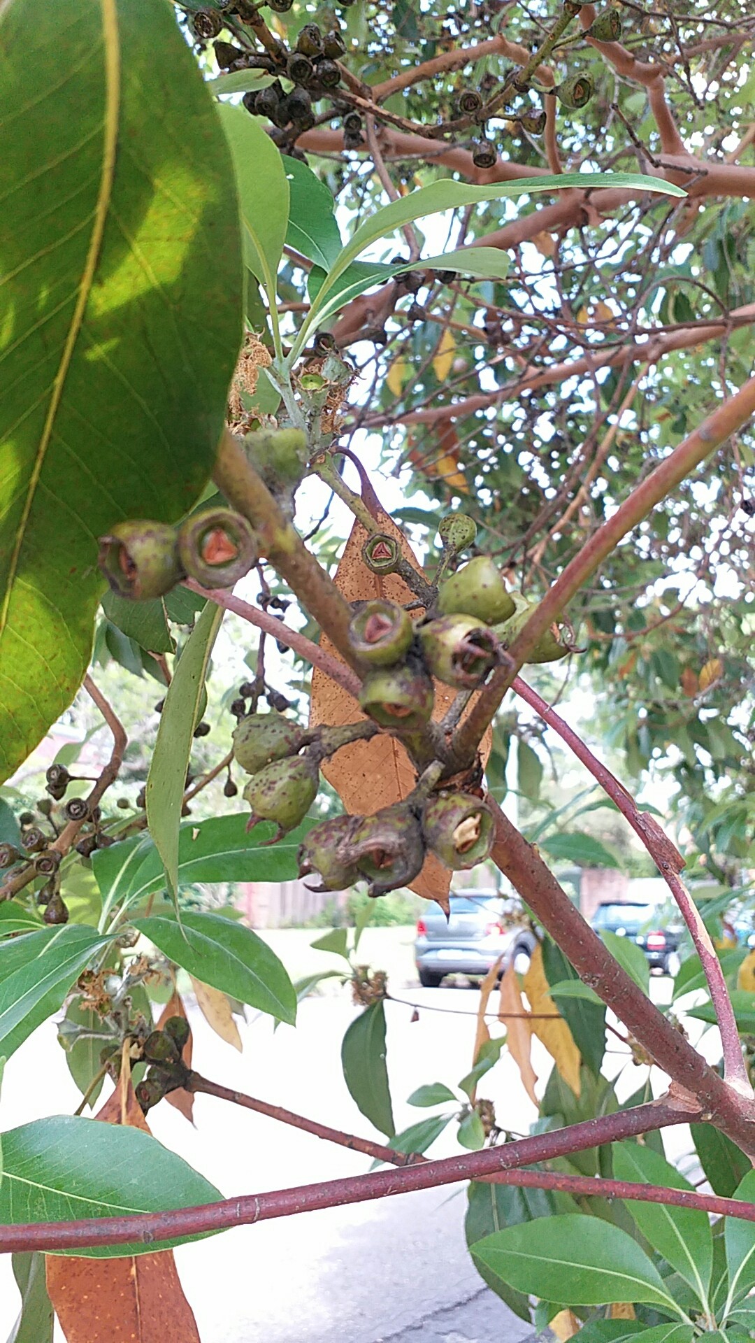 Lophostemon confertus - PictureThis