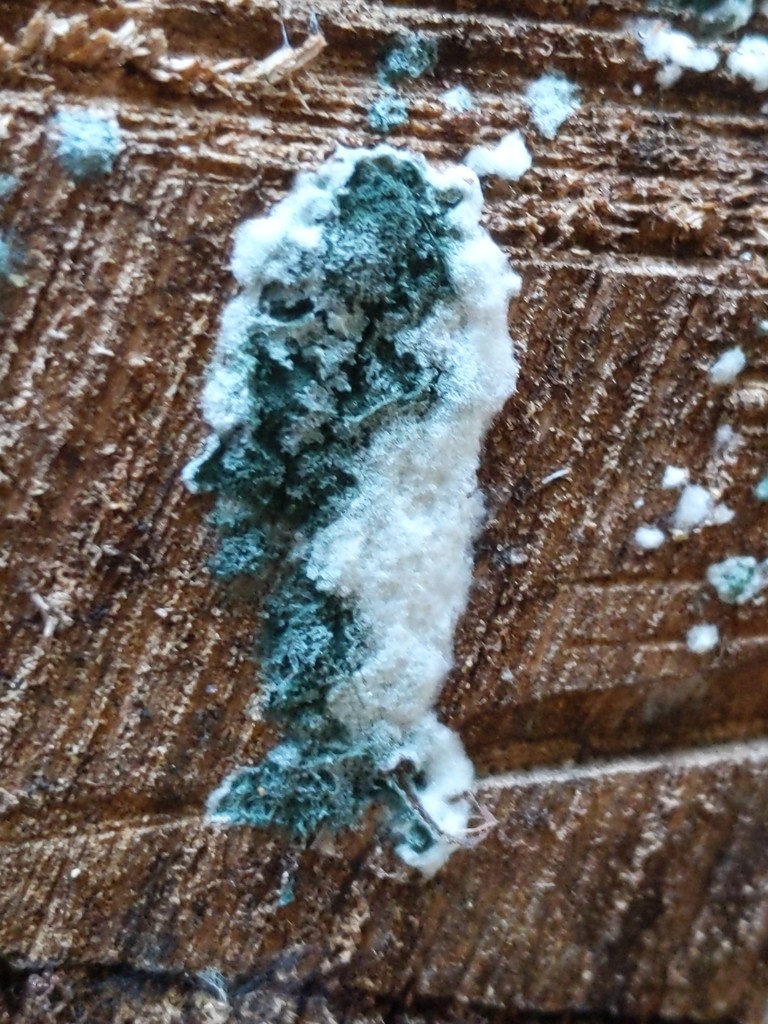 Hypocreaceae (Hypocreaceae) Flower, Leaf, Care, Uses - PictureThis