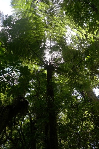 Tree ferns (Cyatheaceae) Flower, Leaf, Care, Uses - PictureThis