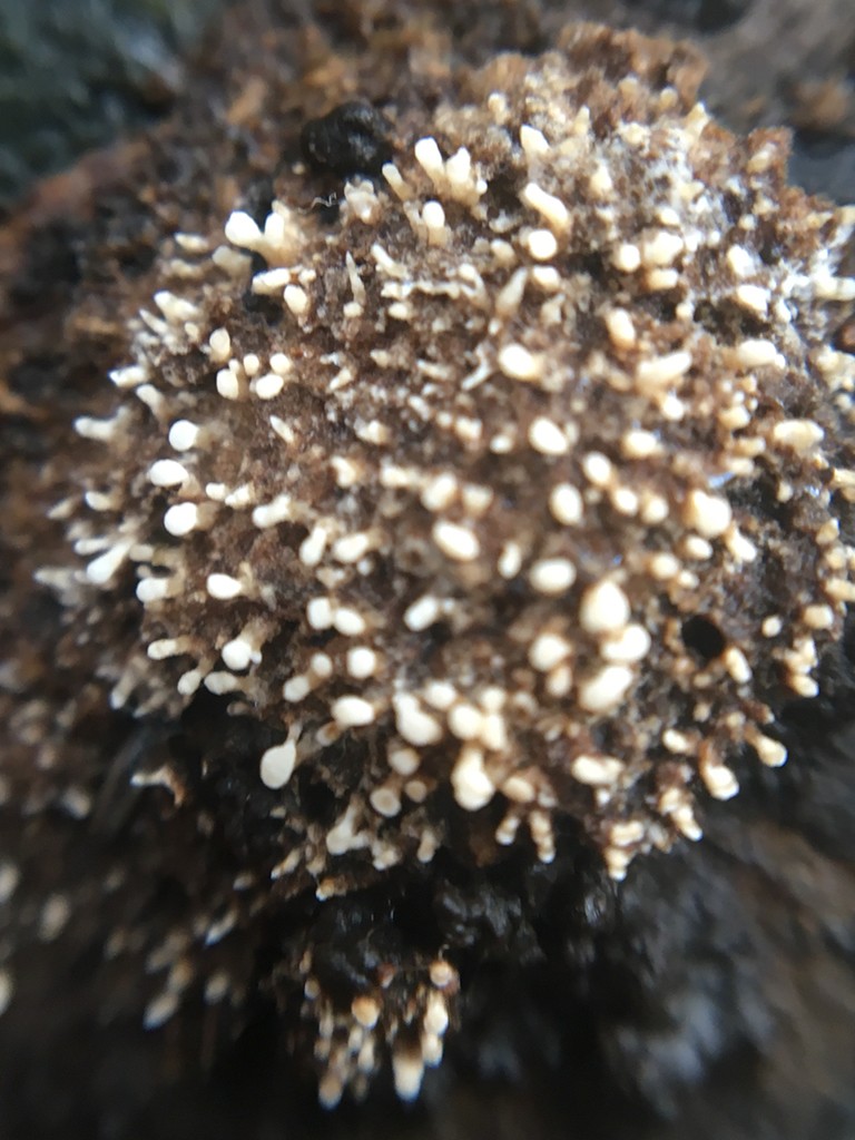 Fungi Flower, Leaf, Care, Uses - PictureThis