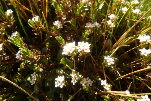 Pimelea oreophila Care (Watering, Fertilize, Pruning, Propagation ...