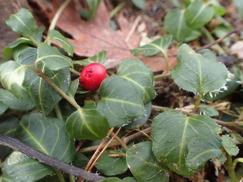 ミッチェラ・レペンス (Mitchella repens) 花言葉，毒性，よくある質問 - PictureThis