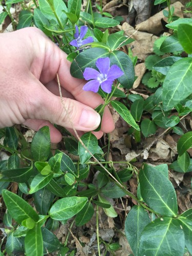 Common periwinkle (Vinca minor) Flower, Leaf, Care, Uses - PictureThis