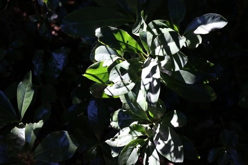 Karaka (Corynocarpaceae) Flower, Leaf, Care, Uses - PictureThis