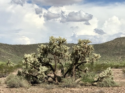 Choya (Cylindropuntia fulgida) - PictureThis