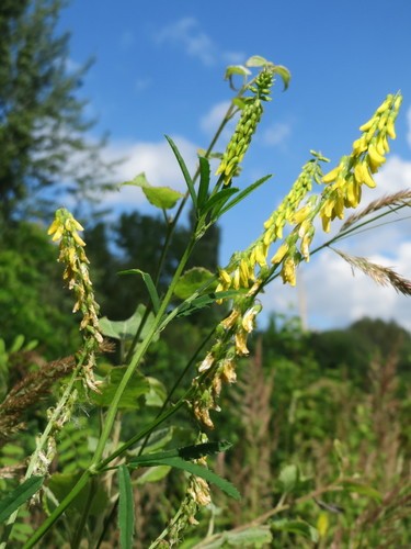 Yellow sweet clover (Melilotus officinalis) Flower, Leaf, Care, Uses ...