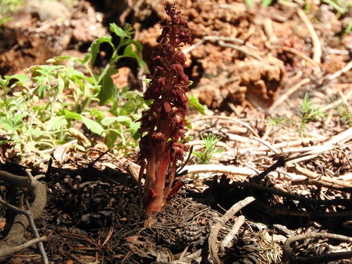 Саркодес (Sarcodes sanguinea) - PictureThis