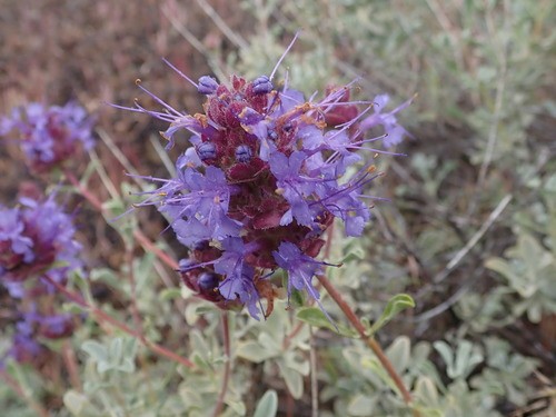 How to Plant and Grow Dorr's sage(Salvia dorrii)