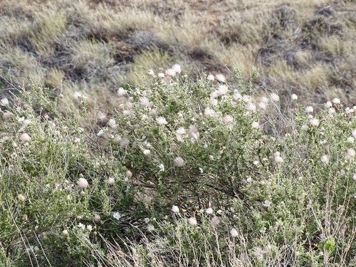How to Plant and Grow Apache Plume(Fallugia paradoxa)