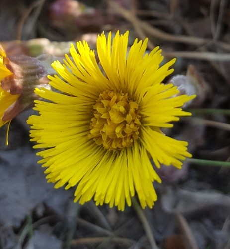 Tussilago Care (Watering, Fertilize, Pruning, Propagation) - PictureThis