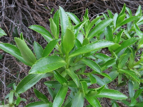 Traversia Flower, Leaf, Care, Uses - PictureThis