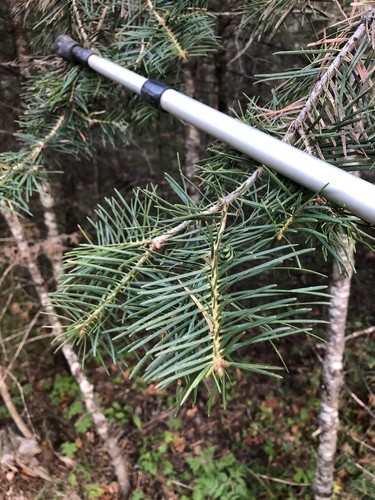 How to Plant and Grow White fir(Abies concolor)