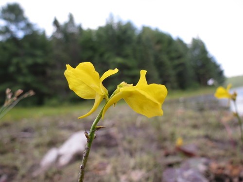 Utriculaire cornue (Utricularia cornuta) - PictureThis