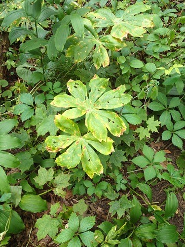 Mayapple Care (Watering, Fertilize, Pruning, Propagation) - PictureThis