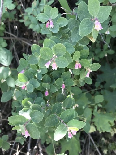 Symphorine blanche (Symphoricarpos albus) - PictureThis