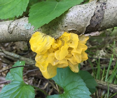 Tremella Care (Watering, Fertilize, Pruning, Propagation) - PictureThis