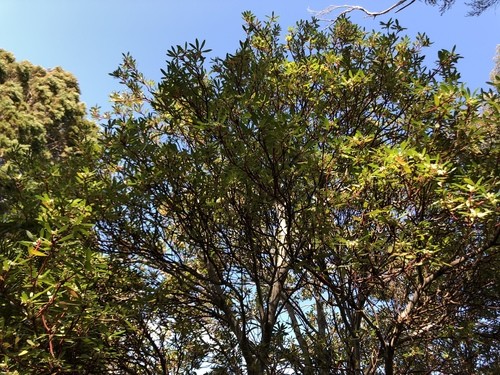 Wintera (Winteraceae) Flower, Leaf, Care, Uses - PictureThis