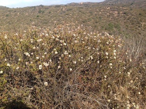 Alforfón de California Cuidados (Plantando, Fertilizantes, Enfermedades ...