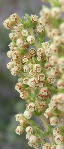 Erica leucopelta Flower, Leaf, Care, Uses - PictureThis