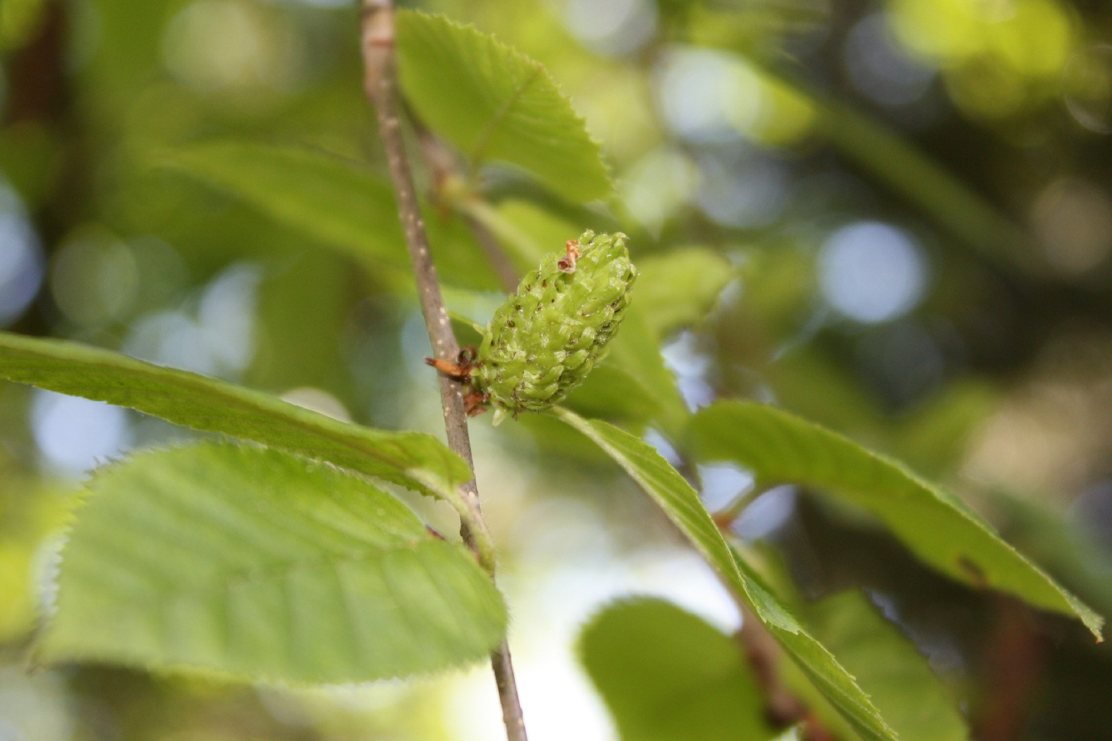 Birch (Betulaceae) Flower, Leaf, Care, Uses - PictureThis