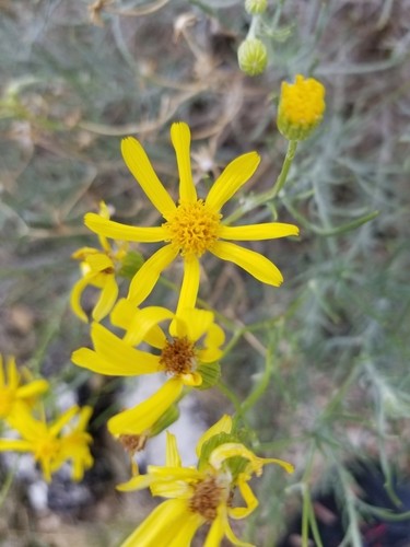 Threadleaf ragwort (Senecio flaccidus) Flower, Leaf, Care, Uses ...