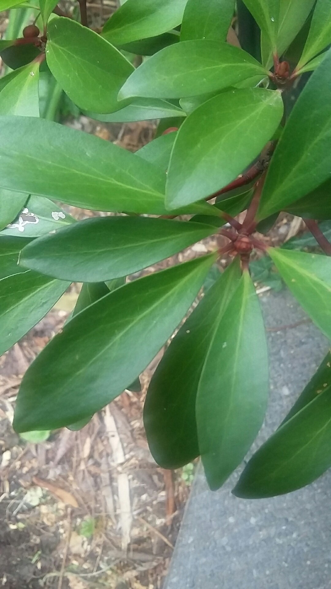 Canelo (Drimys winteri) - PictureThis