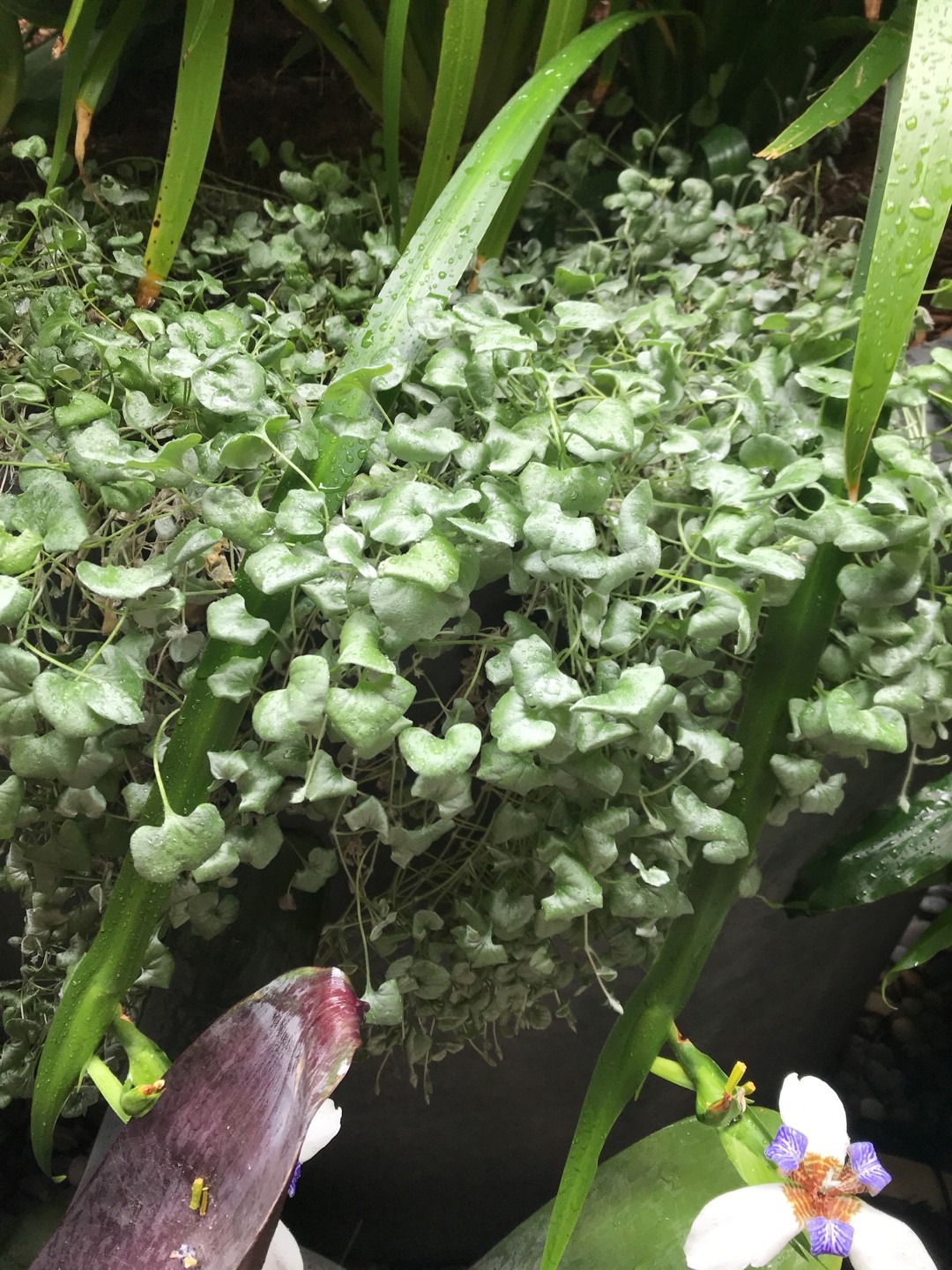 Oreja de ratón (Dichondra argentea) - PictureThis