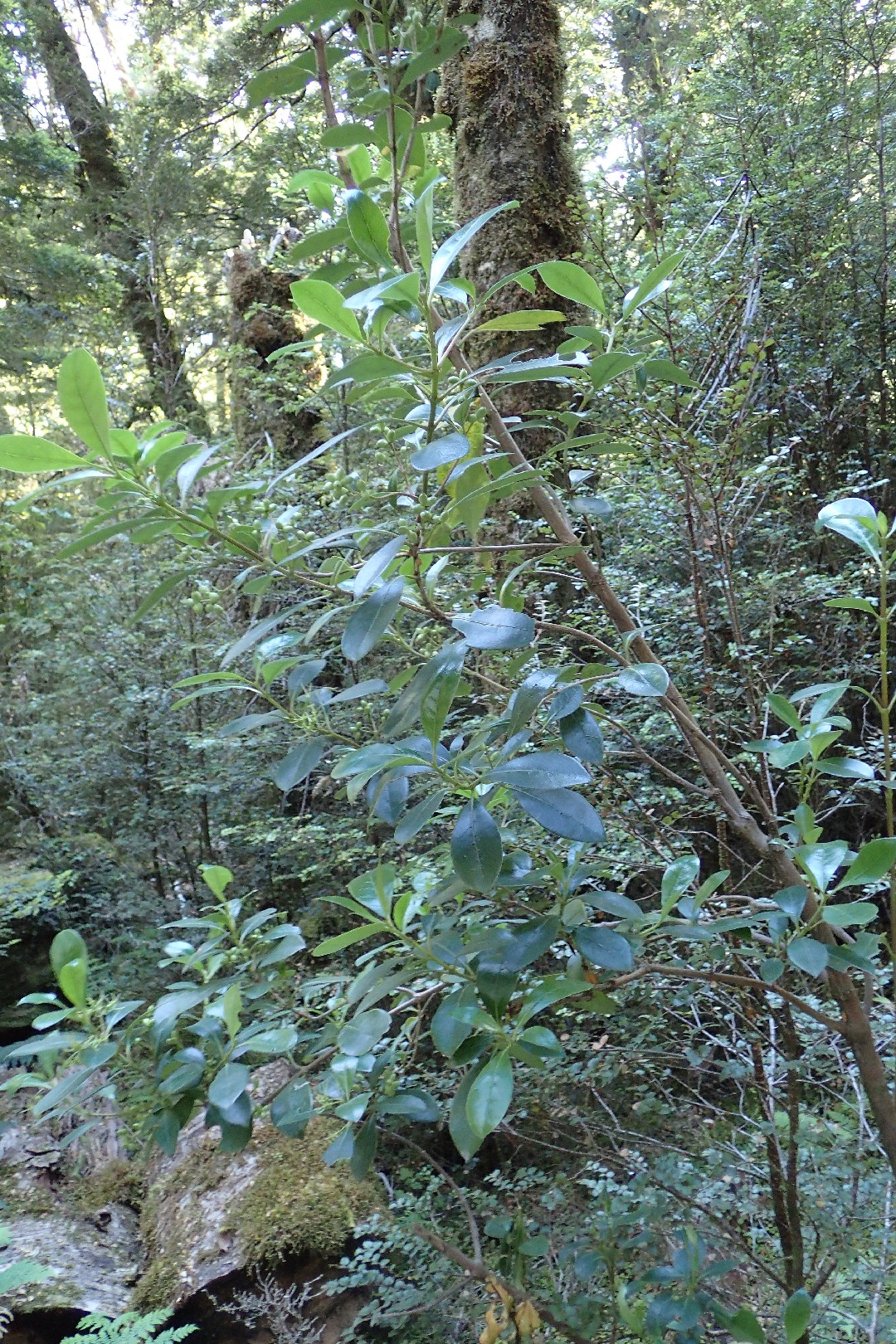 Shining Karamu (Coprosma lucida) Flower, Leaf, Care, Uses - PictureThis