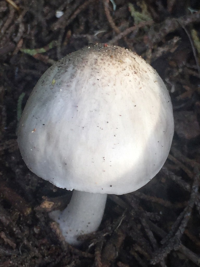 Club fungi (Basidiomycota) Flower, Leaf, Care, Uses - PictureThis