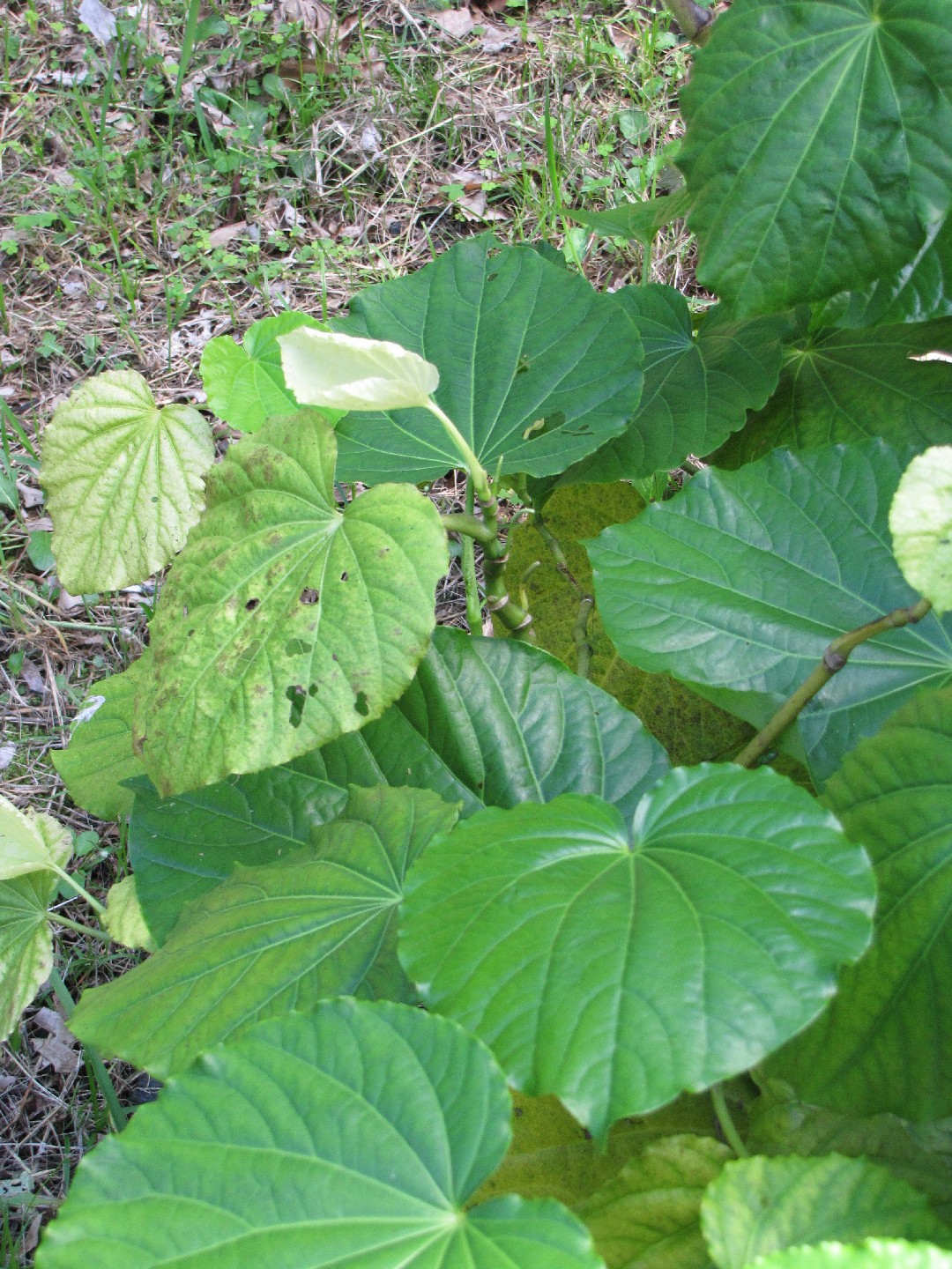 Piper umbellatum - PictureThis