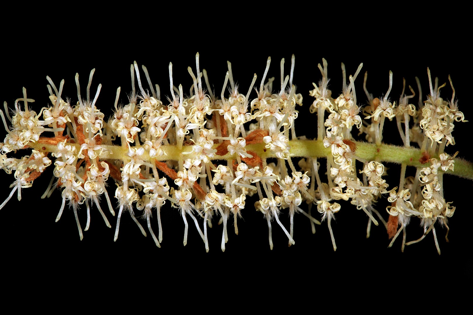 Brabejum stellatifolium - PictureThis