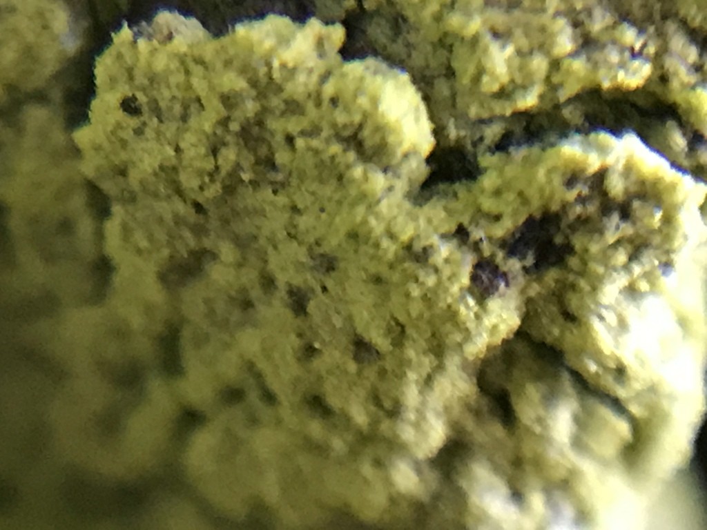 Hongos de saco (Ascomycota) - PictureThis