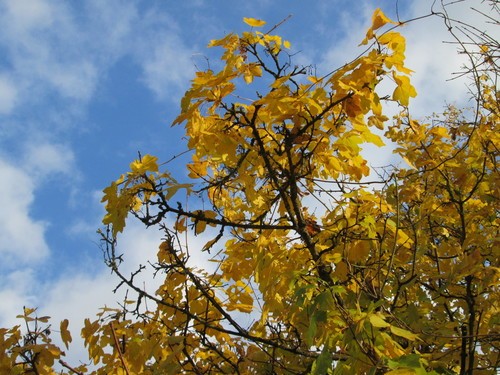Arce blanco (Acer pseudoplatanus) - PictureThis