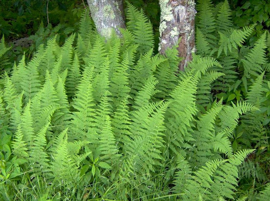 How to Plant and Grow Hay-scented fern(Dennstaedtia punctilobula)