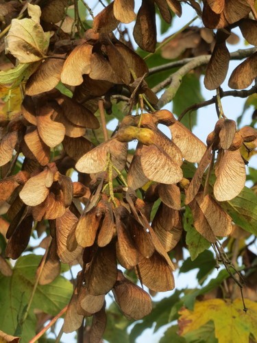Arce blanco (Acer pseudoplatanus) - PictureThis