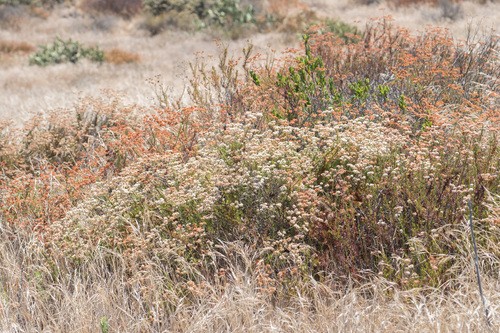 Alforfón de California Cuidados (Plantando, Fertilizantes, Enfermedades ...