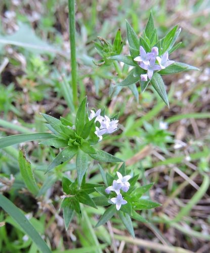Blue field-madder (Sherardia arvensis) Flower, Leaf, Care, Uses ...
