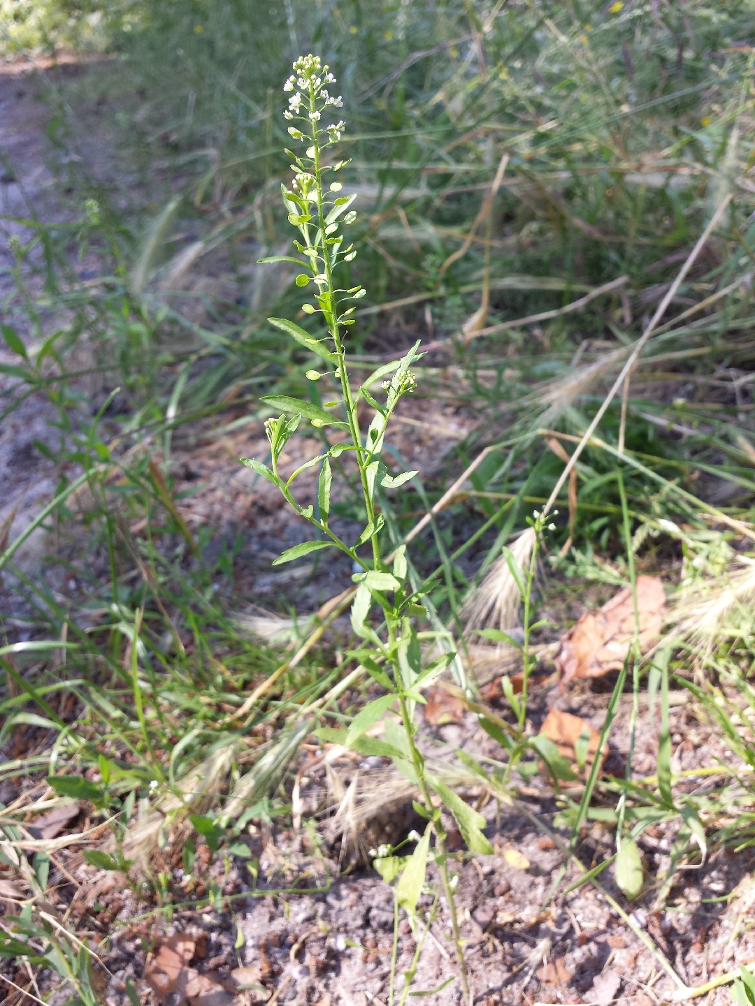 Virginia pepperweed (Lepidium virginicum) Flower, Leaf, Care, Uses ...