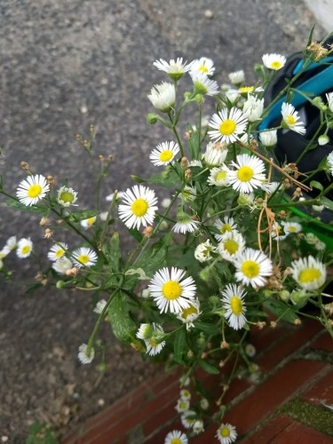 Prairie fleabane (Erigeron strigosus) Flower, Leaf, Care, Uses ...