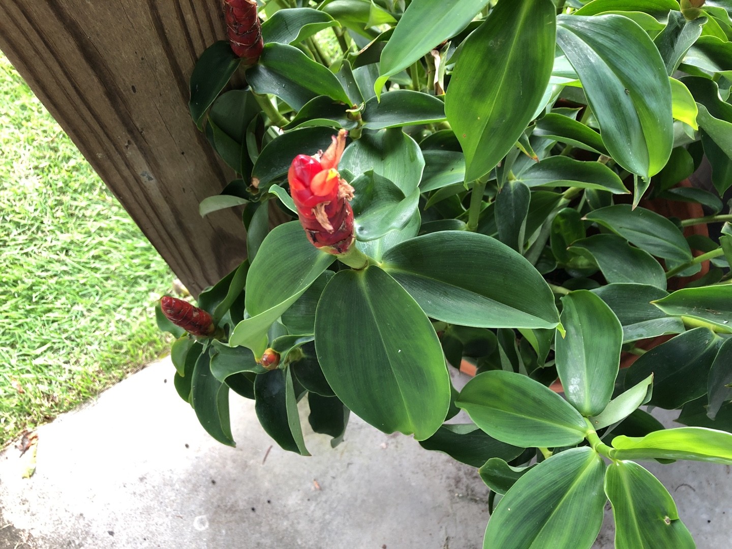 Is de costus woodsonii een vaste plant? - PictureThis