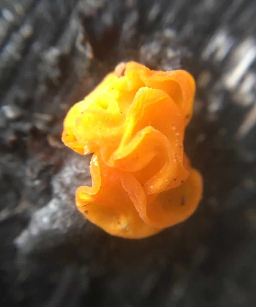 Tremella Care (Watering, Fertilize, Pruning, Propagation) - PictureThis