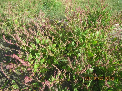 Triangle Orache (Atriplex prostrata) Flower, Leaf, Care, Uses - PictureThis