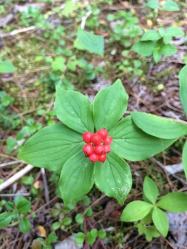 Cornejo rastrero (Cornus canadensis) - PictureThis