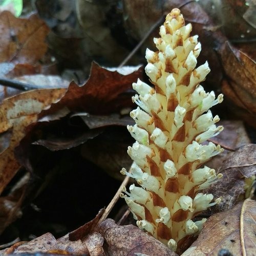 How to Plant and Grow American Cancer-Root(Conopholis americana)