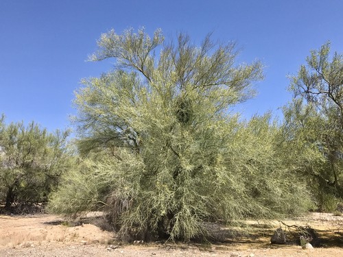 Blue palo verde (Cercidium floridum subsp. floridum) Flower, Leaf, Care ...