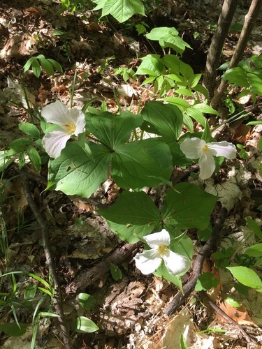 Trilio blanco (Trillium grandiflorum) - PictureThis