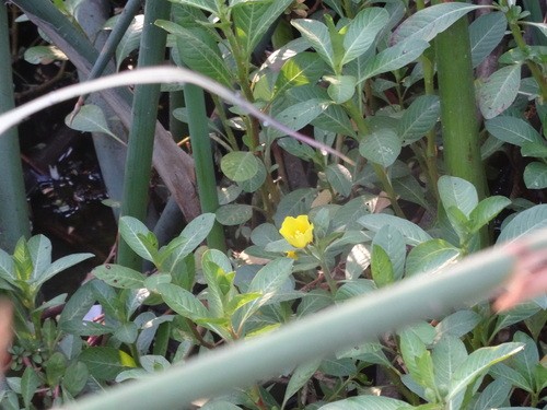 Floating Primrose Willow (Ludwigia peploides) Flower, Leaf, Care, Uses ...