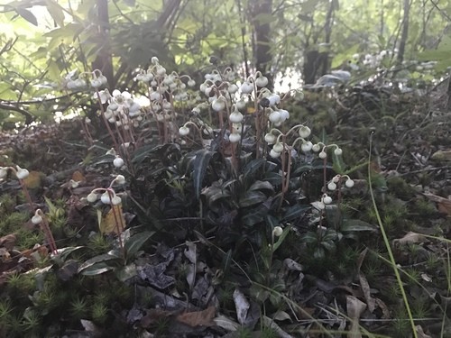 Chimaphila maculata - PictureThis