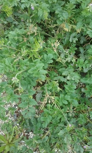 Musky stork's bill Care (Watering, Fertilize, Pruning, Propagation ...