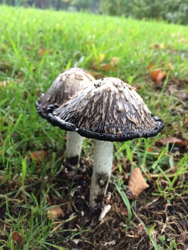 Ink cap Care (Watering, Fertilize, Pruning, Propagation) - PictureThis